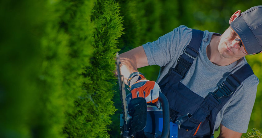 Why You Should Hire A Professional Gardener – Efflorescence - Palm ...